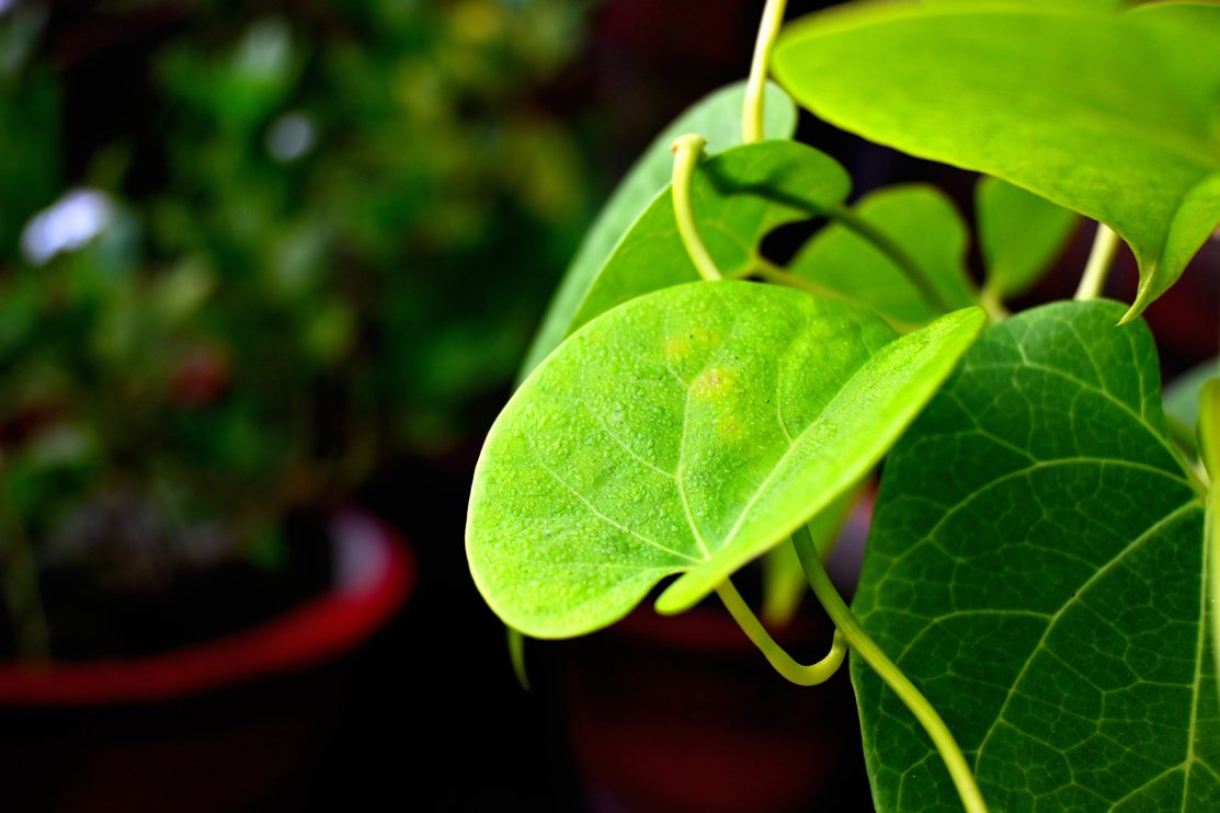 Macro picture of Vibrant green leave - pepiko