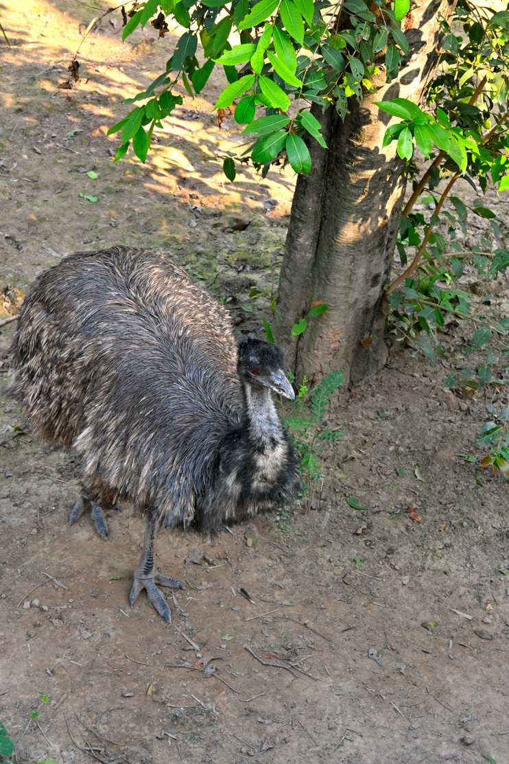 Picture of black emu / large bird in zoo at Chandigarh Punjab - pepiko